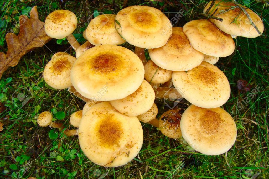 ¿Qué es la melva? Un pescado delicioso y nutritivo